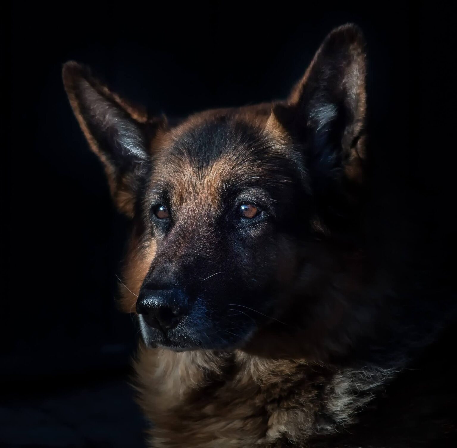 What Are My Options After A Dog Bites My Child New York Personal what-are-my-options-after-a-dog-bites-my-child-new-york-personal